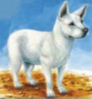 Hawaiian Poi Dog | SciiFii Wiki | Fandom