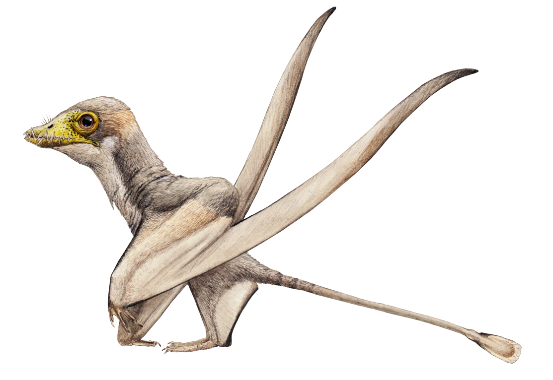 Bellubrunnus | SciiFii Wiki | Fandom