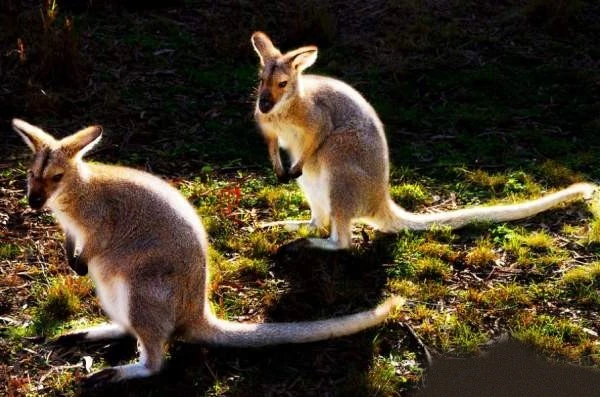 Toolache wallaby | SciiFii Wiki | Fandom