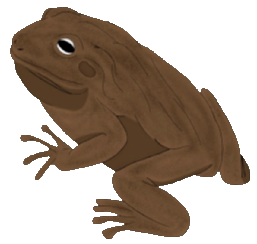 Doctor frog | SciiFii Wiki | Fandom