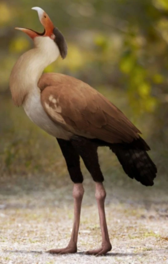 Bathornis V2 | SciiFii Wiki | Fandom