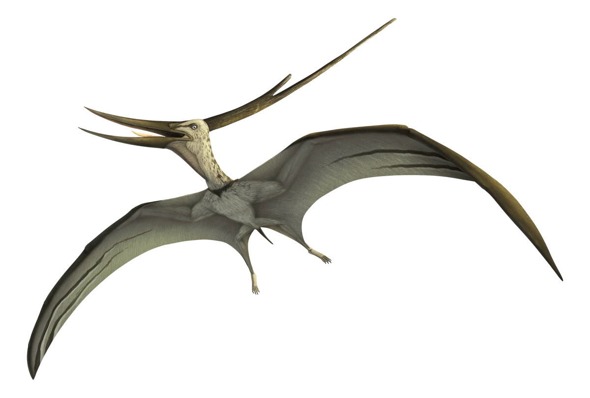 Barbaridactylus | SciiFii Wiki | Fandom