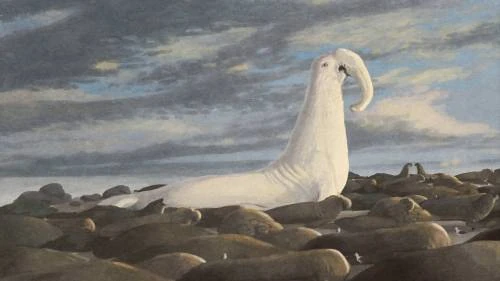 Trunko seal | SciiFii Wiki | Fandom