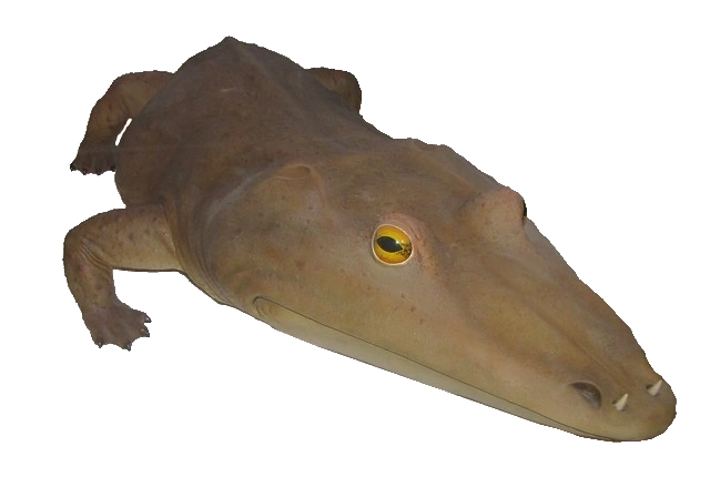 Mastodonsaurus | SciiFii Wiki | Fandom