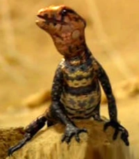 False gila monster | SciiFii Wiki | Fandom