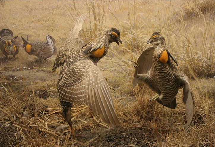 Heath hen | SciiFii Wiki | Fandom