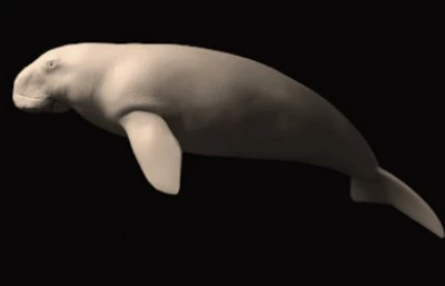 Metaxytherium | SciiFii Wiki | Fandom