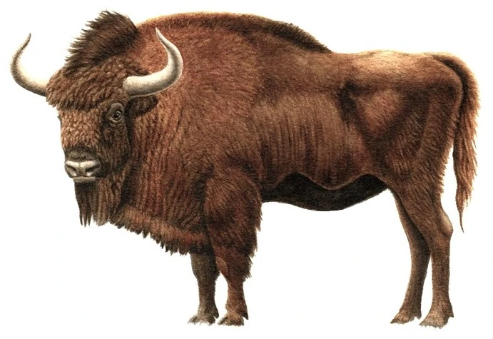 Caucasian wisent | SciiFii Wiki | Fandom