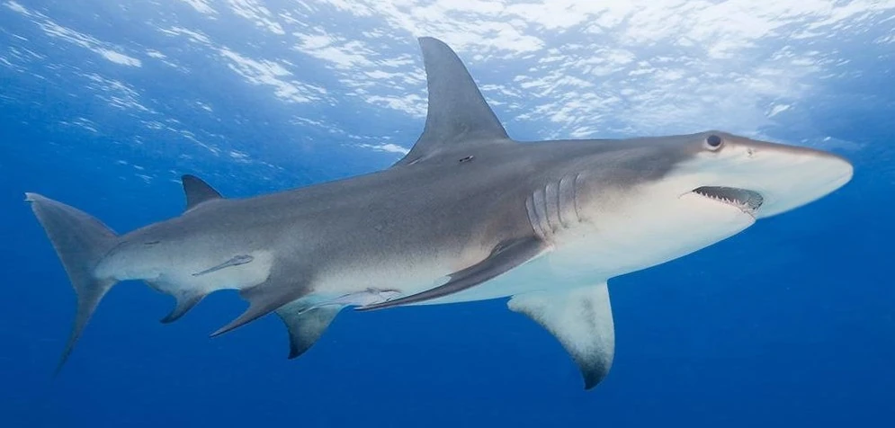 Oceanic grey shark | SciiFii Wiki | Fandom