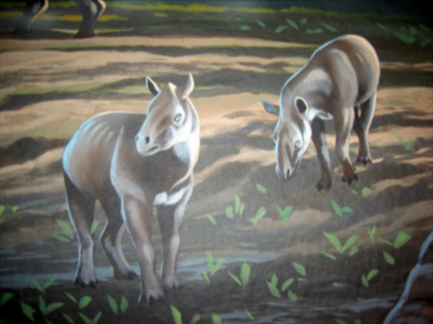 Palaeotapirus | SciiFii Wiki | Fandom