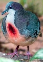 American bleeding-heart | SciiFii Wiki | Fandom