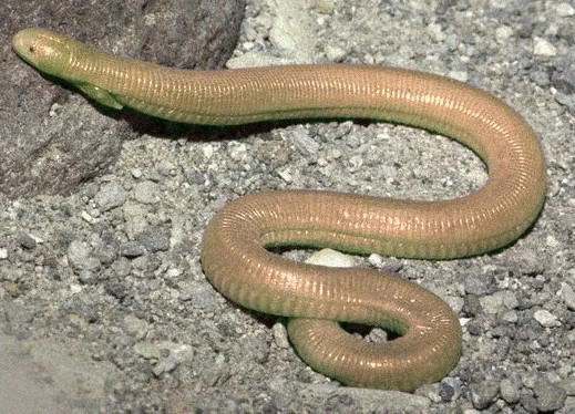 North American mole lizard | SciiFii Wiki | Fandom