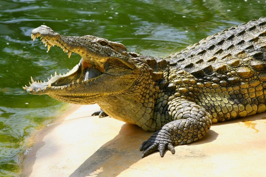 Crocogator | SciiFii Wiki | Fandom