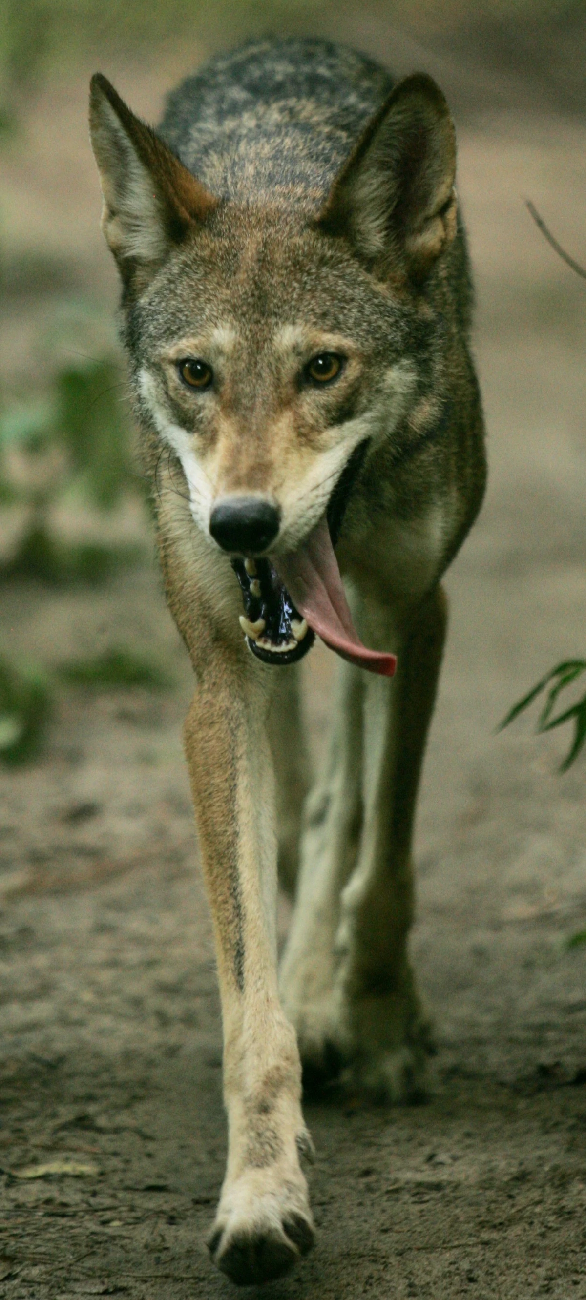 Gregory's wolf | SciiFii Wiki | Fandom