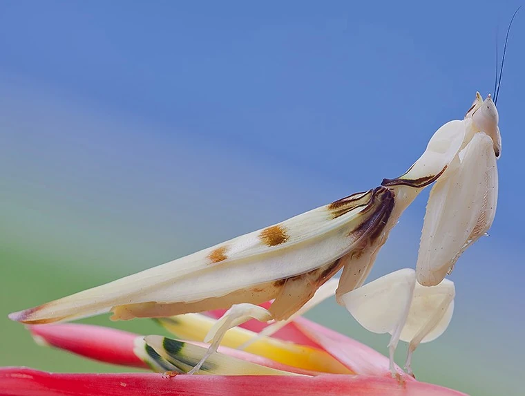 American orchid mantis | SciiFii Wiki | Fandom