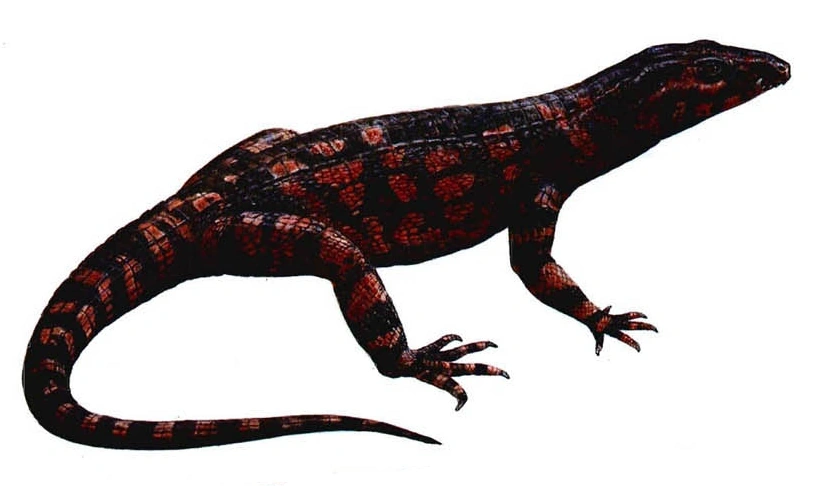 Protosuchus | SciiFii Wiki | Fandom