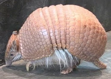 North American three-banded armadillo | SciiFii Wiki | Fandom