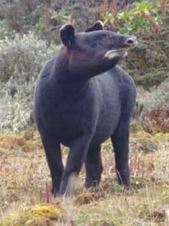 Dwarf tapir | SciiFii Wiki | Fandom