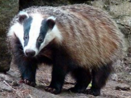 False badger | SciiFii Wiki | Fandom