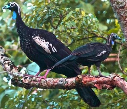 North American wattled guan | SciiFii Wiki | Fandom
