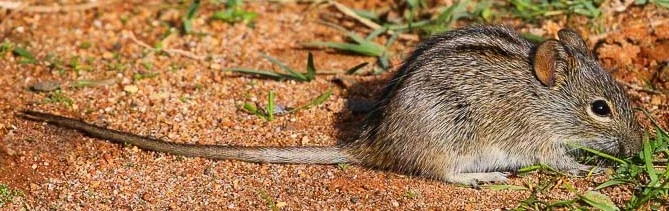 American zebra mouse | SciiFii Wiki | Fandom