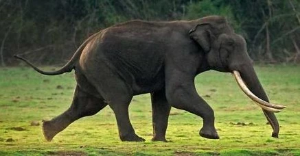 Elephas iolensis | SciiFii Wiki | Fandom