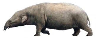 Moeritherium | SciiFii Wiki | Fandom