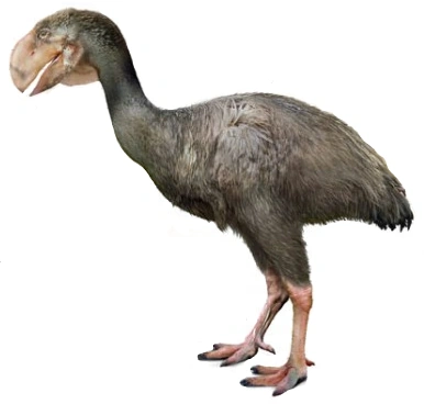 Gastornis | SciiFii Wiki | Fandom