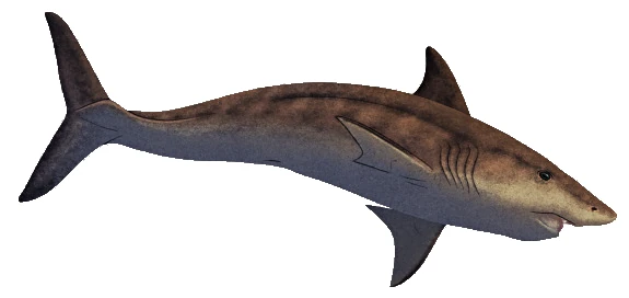Helicoprion | SciiFii Wiki | Fandom