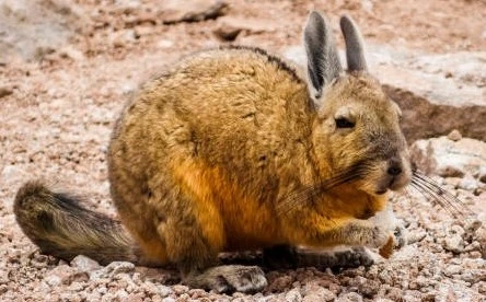 North American viscacha | SciiFii Wiki | Fandom