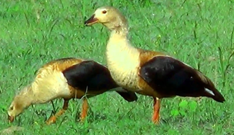 Northern robust goose | SciiFii Wiki | Fandom