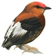 North American manakin | SciiFii Wiki | Fandom