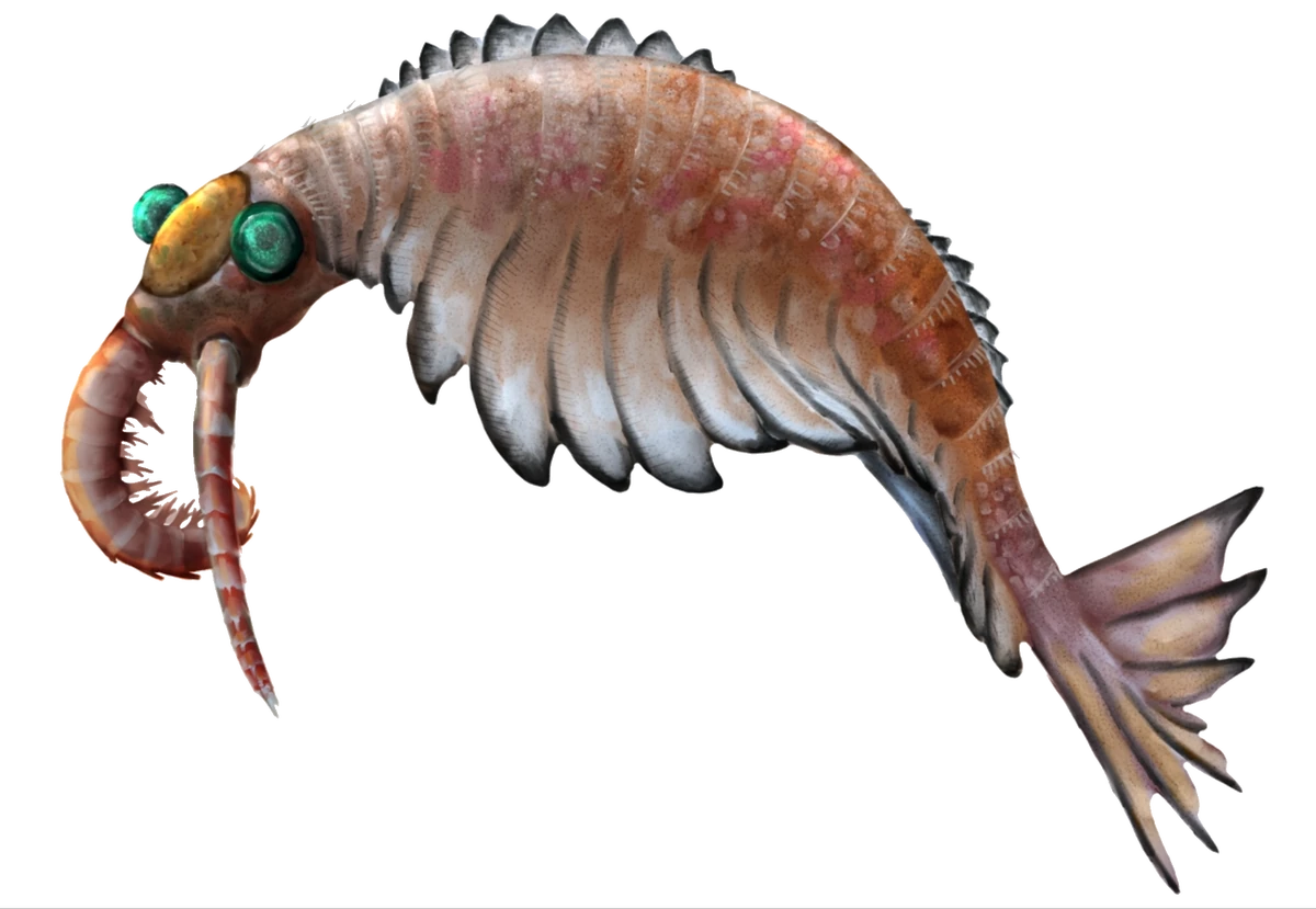 Anomalocaris | SciiFii Wiki | Fandom