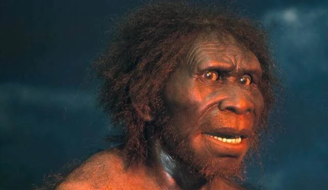 Homo Erectus Upright Man Facts