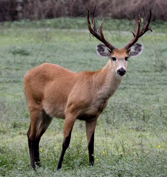 Marsh deer store