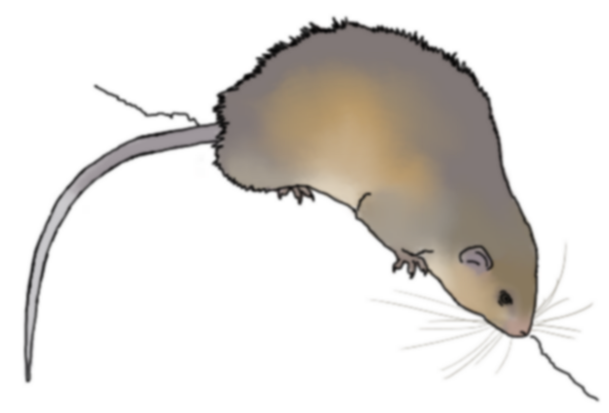 Brachytarsomys Mahajambaensis Sciifii Wiki Fandom