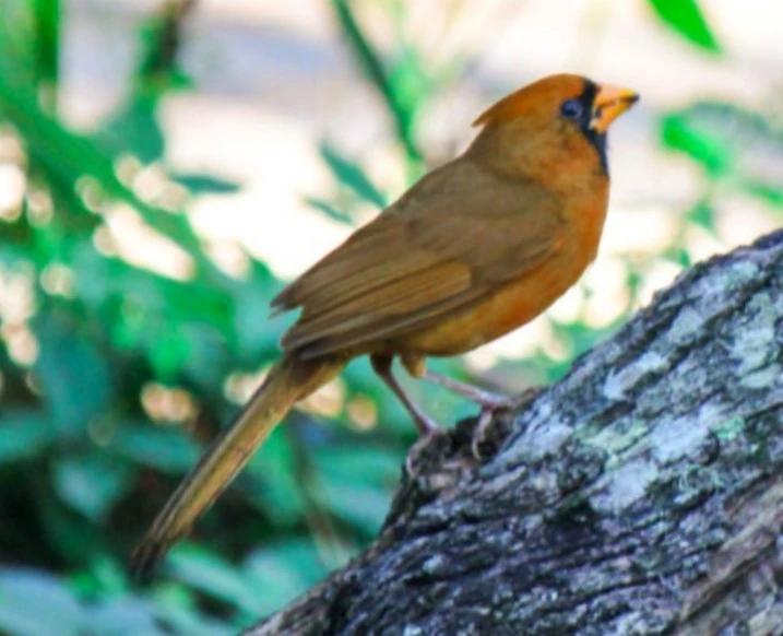 Brown cardinal | SciiFii Wiki | Fandom