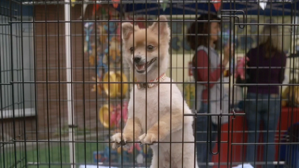 Banjo | Scoobypedia | Fandom