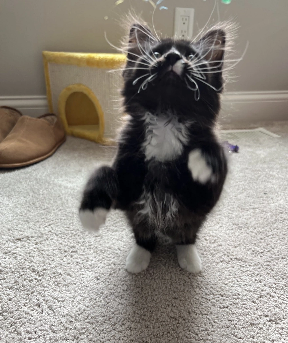 Cobbler | Scott The Woz Wiki | Fandom