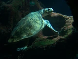 Category:Animals | SCP Database Wiki | Fandom