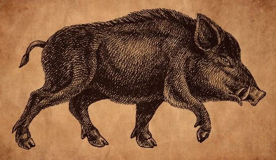 Sæhrímnir | SCP Database Wiki | Fandom