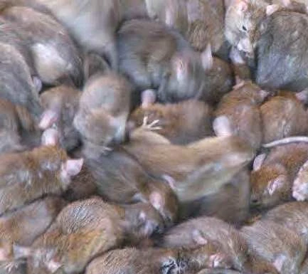 SCP-027 | SCP Database Wiki | Fandom