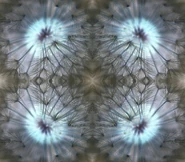 Berryman-Langford memetic kill agent | SCP Database Wiki | Fandom