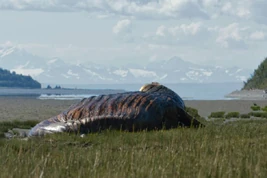 SCP-682 | SCP Database Wiki | Fandom