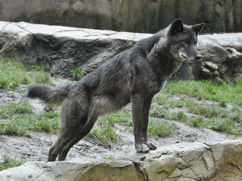 Ol' Shock | SCP Database Wiki | Fandom