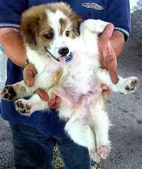 SCP-530 | SCP Database Wiki | Fandom