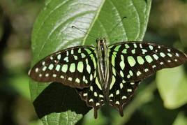 SCP-408 | SCP Database Wiki | Fandom