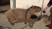 SCP-7089 - "Intelligent Capybaras" | SCP Fanon Wiki | Fandom