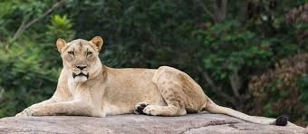 The Old Lady | SCP Fanon Wiki | Fandom