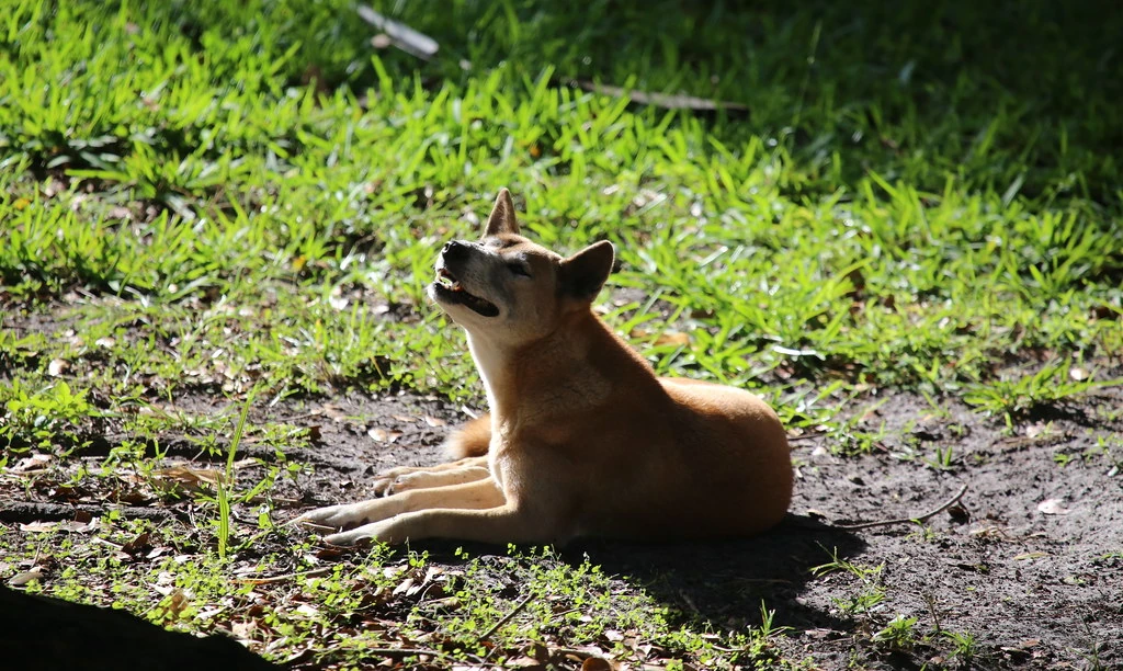 SCP-7250 | SCP Fanon Wiki | Fandom